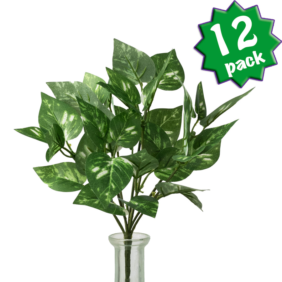 10" Mini Pothos Bush (Pack of 12)