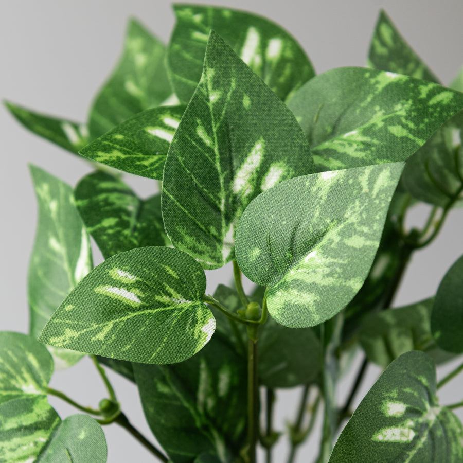 10" Mini Pothos Bush (Pack of 12)