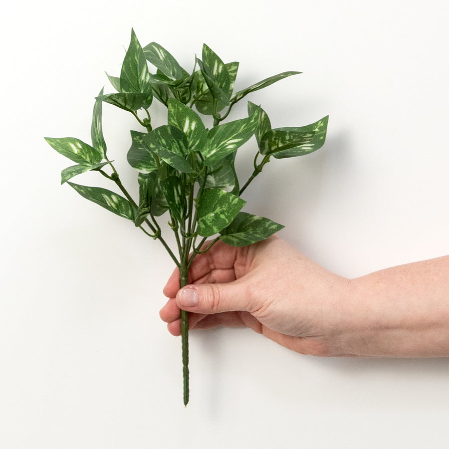 10" Mini Pothos Bush (Pack of 12)