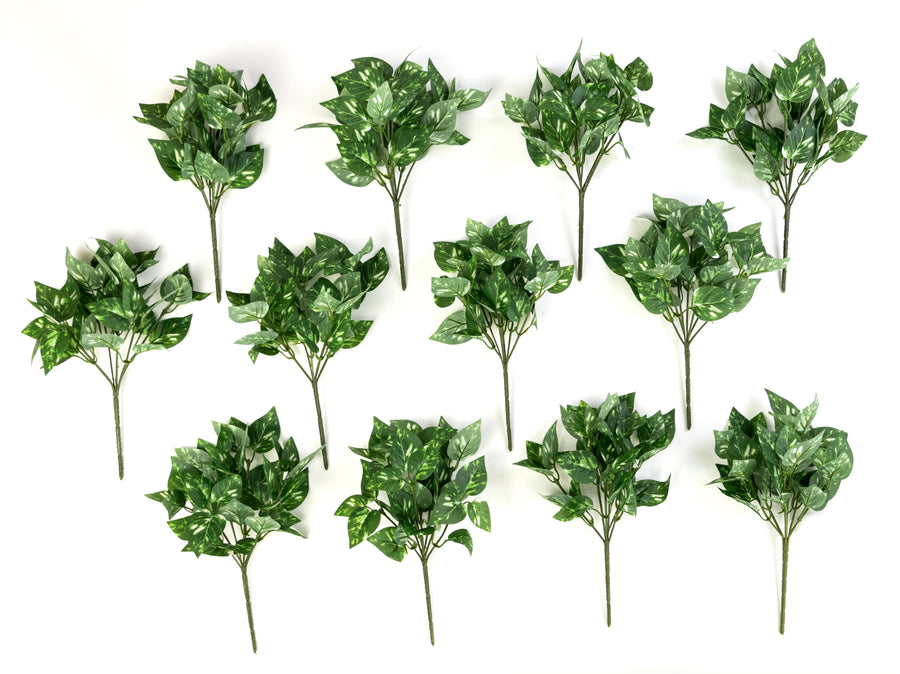 10" Mini Pothos Bush (Pack of 12)
