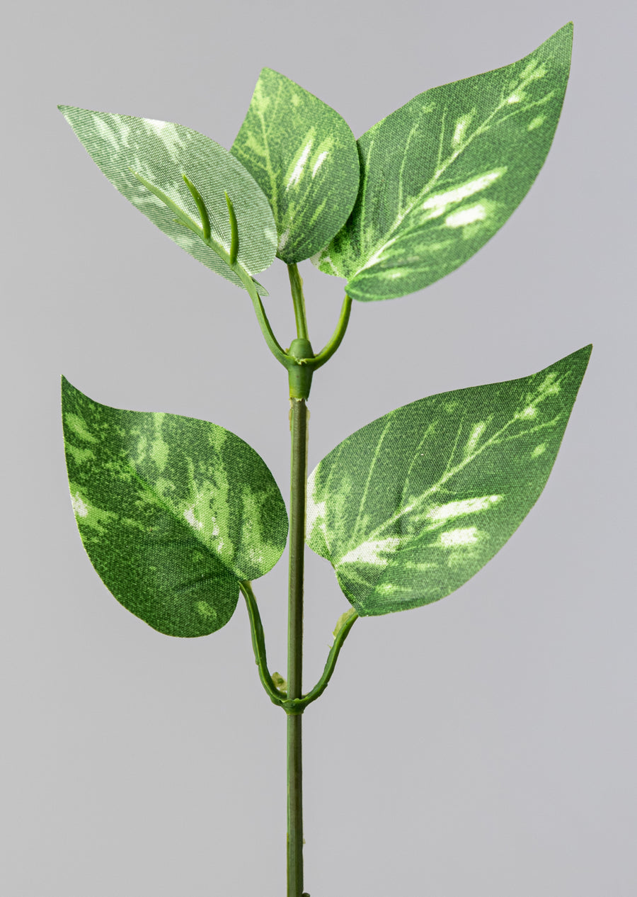 10" Mini Pothos Bush (Pack of 12)